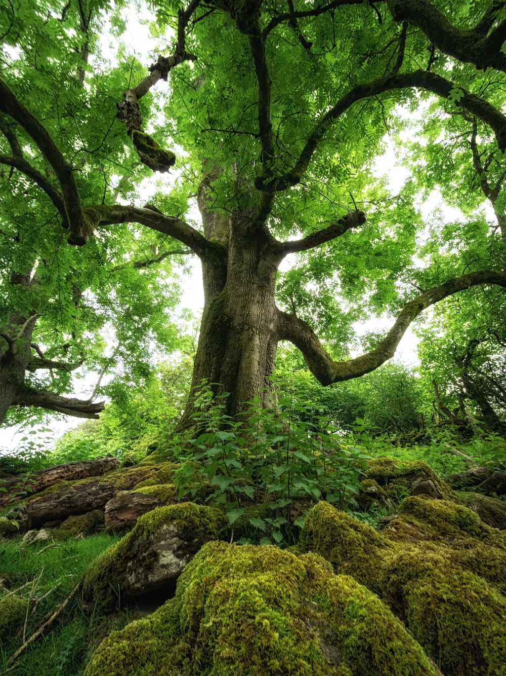 Brecon Beacons Trees — Farukb