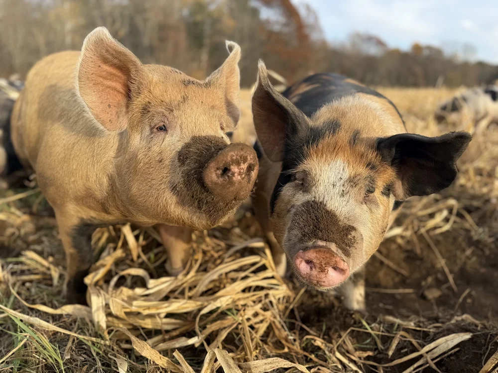 Pigs — Codman Community Farms