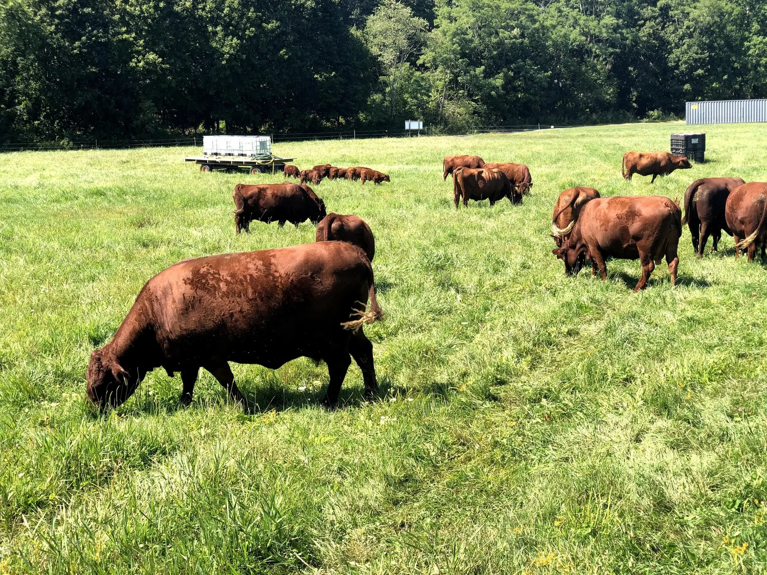 Employment — Codman Community Farms