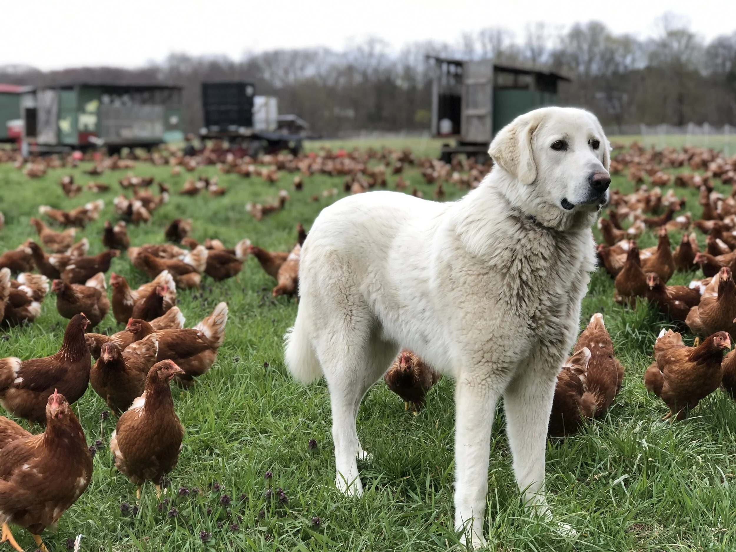 Employment — Codman Community Farms