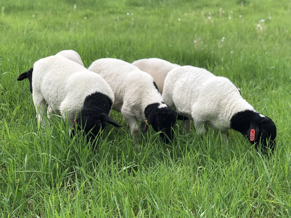 Employment — Codman Community Farms
