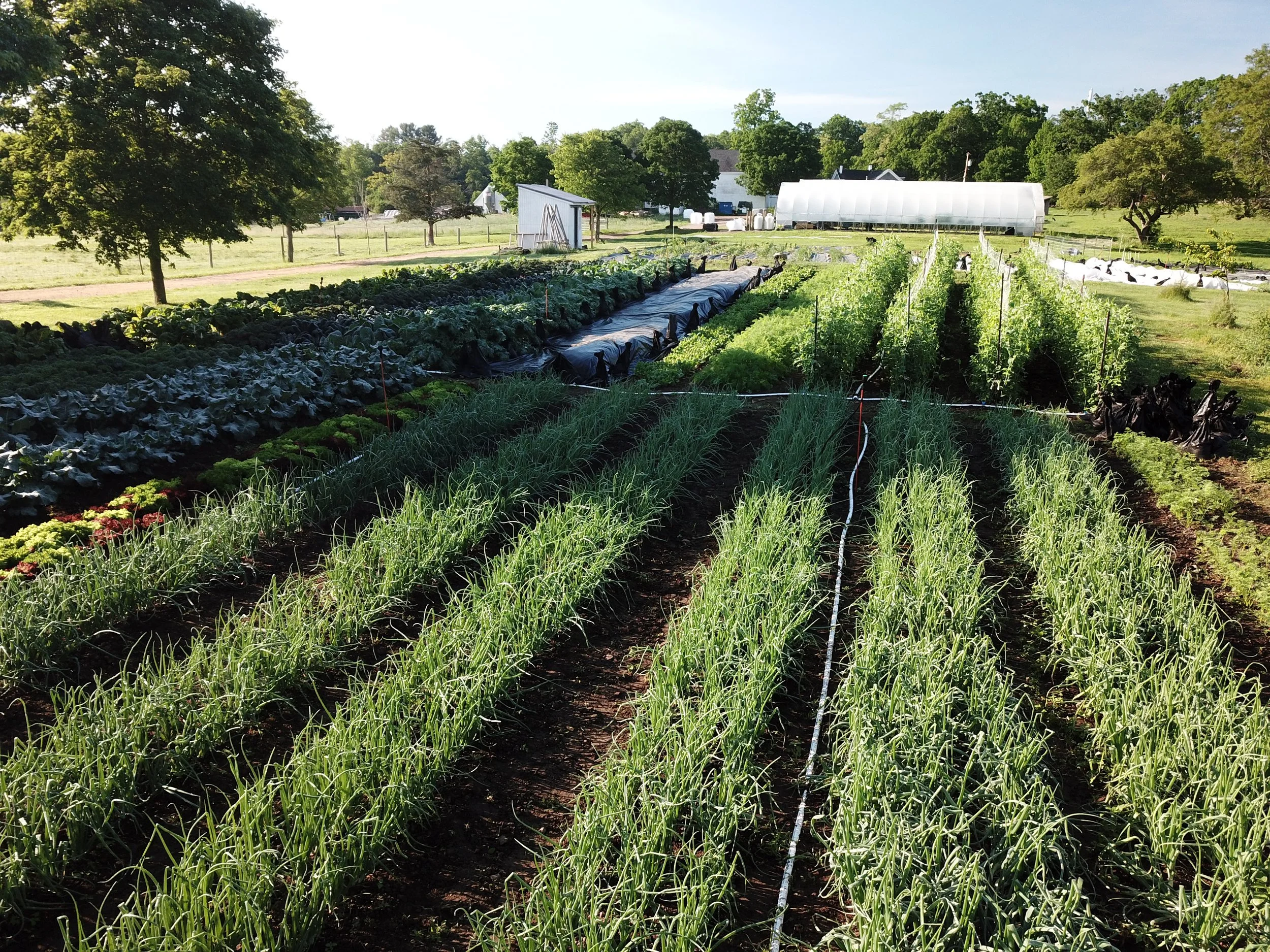 Employment — Codman Community Farms