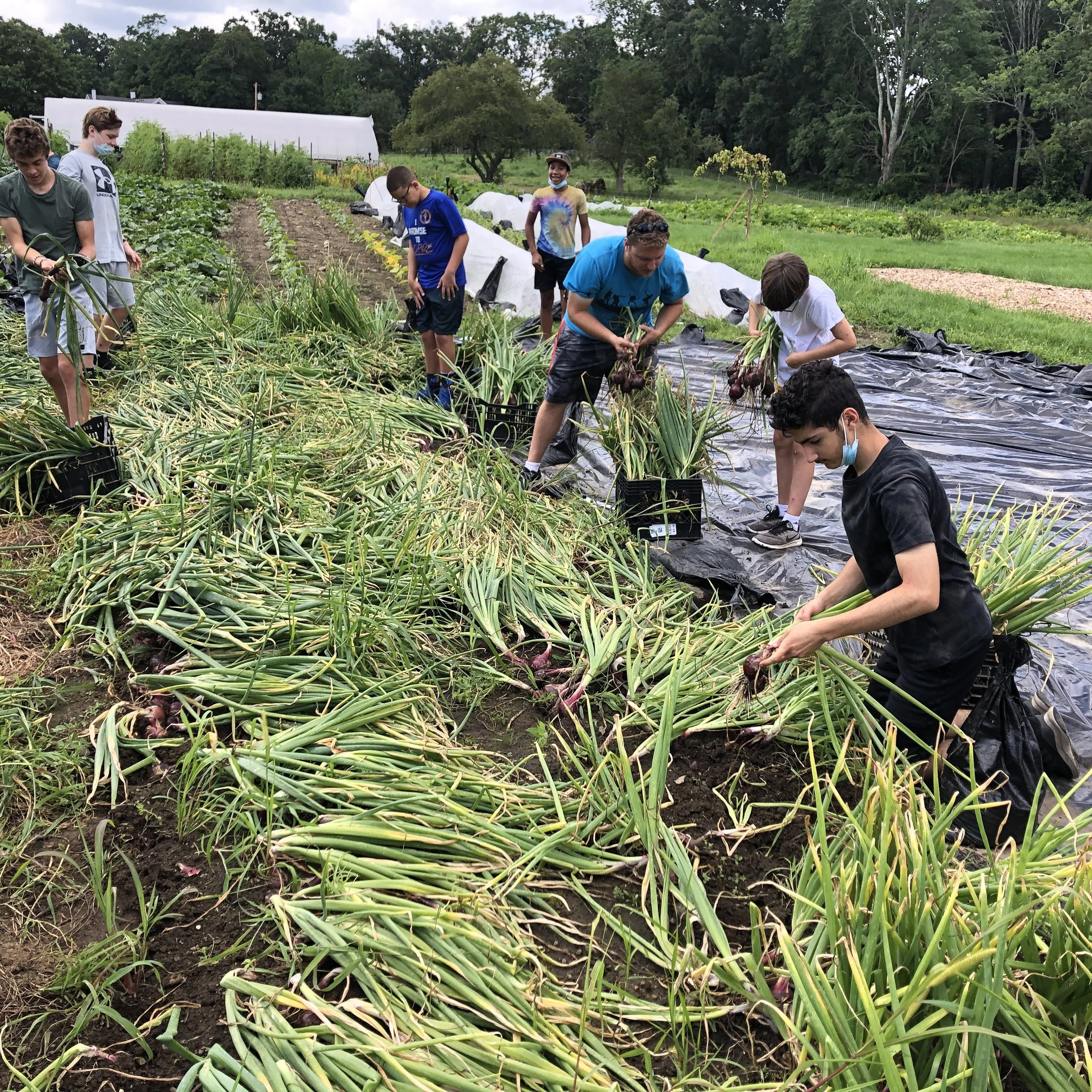 Volunteering - old — Codman Community Farms