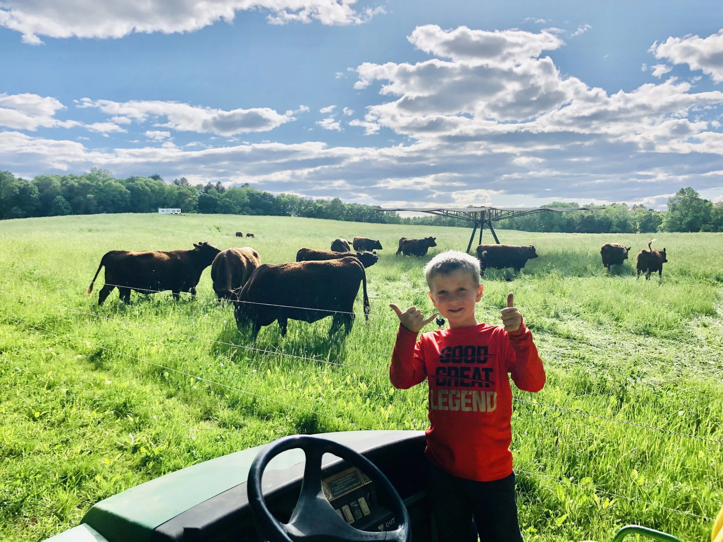Cattle — Codman Community Farms
