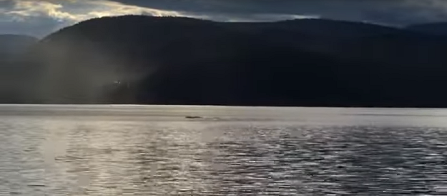 2018 Video That Might Show Canadian Lake Monster 'Ogopogo' Surfaces on ...