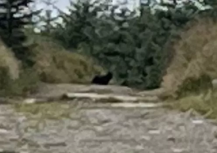 "Half-Eaten Deer Carcass" Reportedly Found after Anomalous Big Cat ...