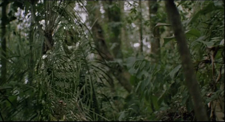 Multiple Witnesses Report Camouflaged Creature "Straight from the Movie ...