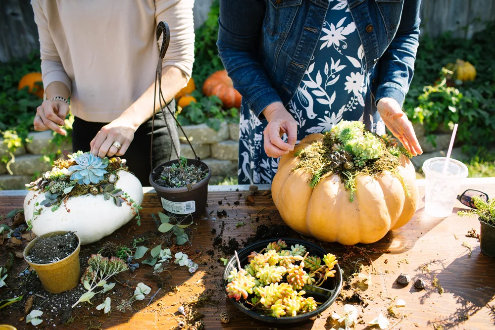 How To Make a Succulent Pumpkin Arrangement — Poppie Lady