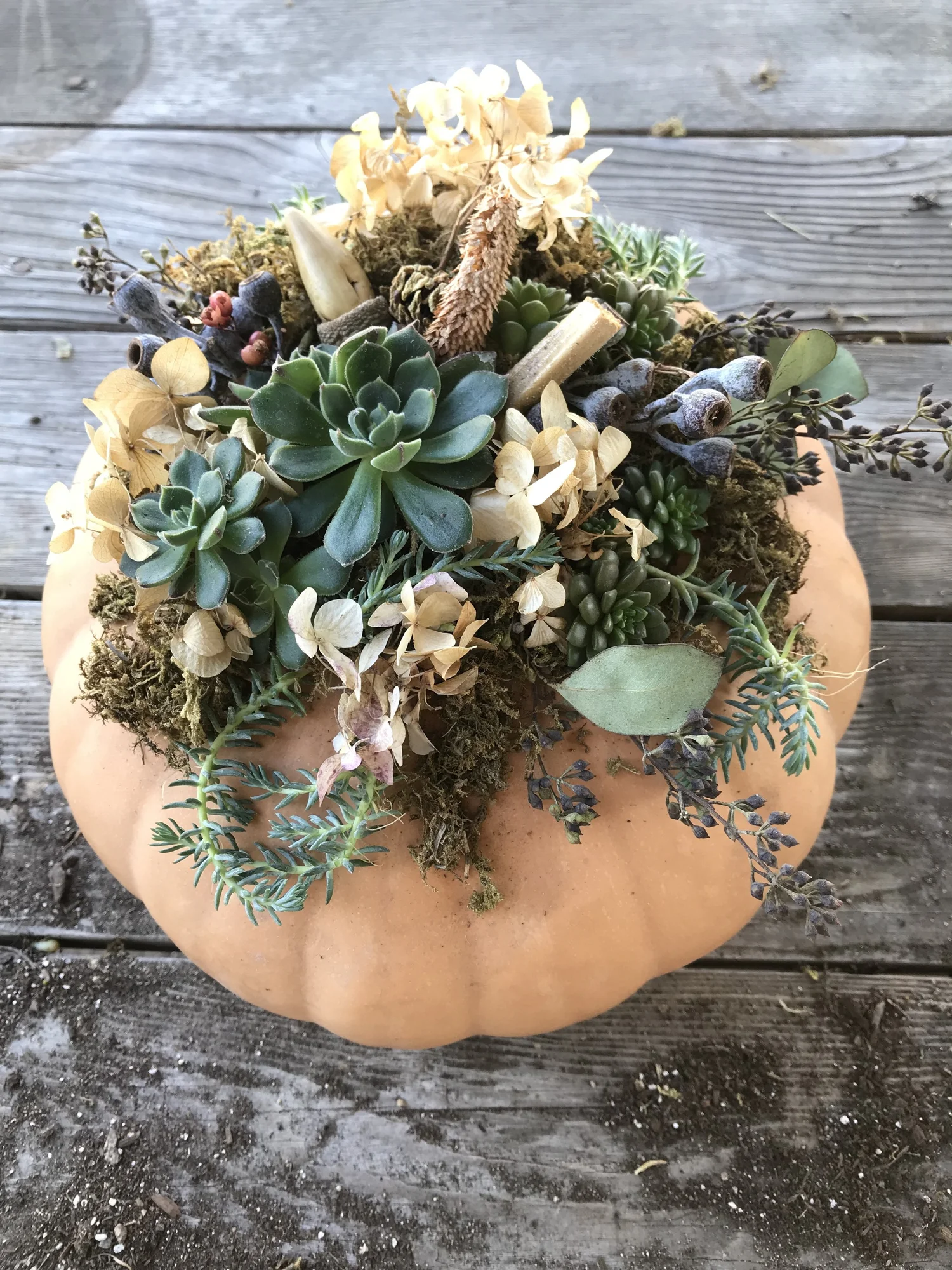 How To Make a Succulent Pumpkin Arrangement — Poppie Lady