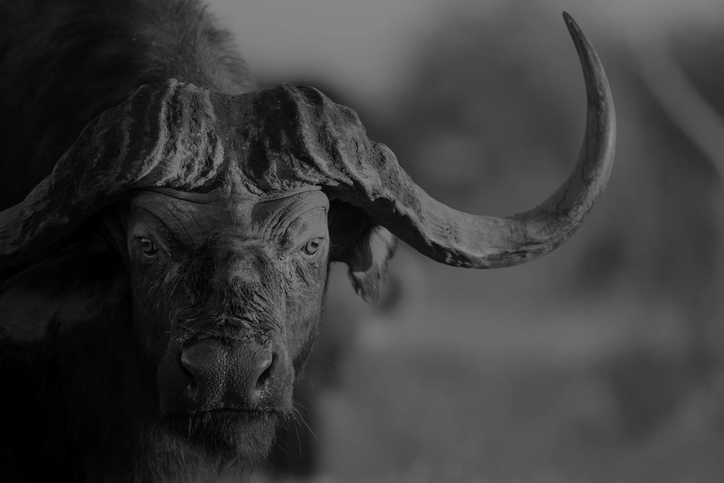 Buffalo Energy
