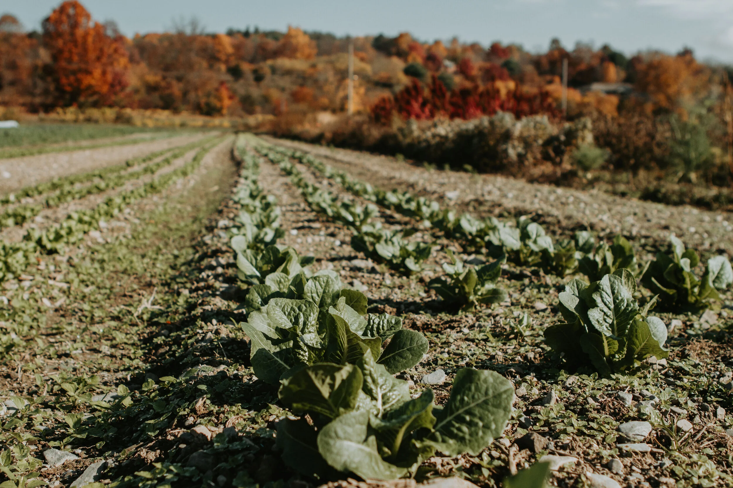 Hawthorne Valley Farm — SEAPORT PUBLIC MARKET