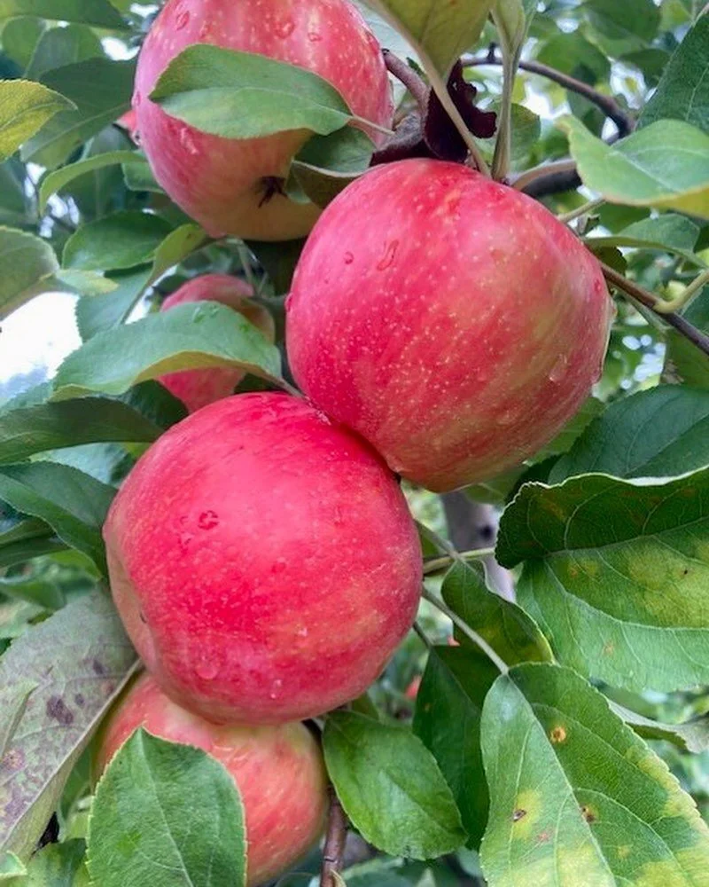 Hudson Valley Apple Picking Orchard Rose Hill Farm