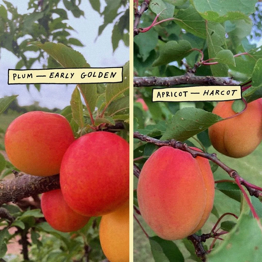 Hudson Valley Apple Picking Orchard Rose Hill Farm