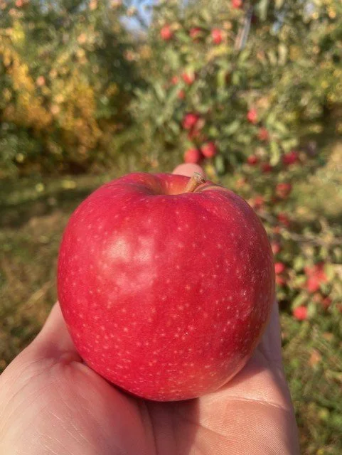 Hudson Valley Apple Picking Orchard Rose Hill Farm