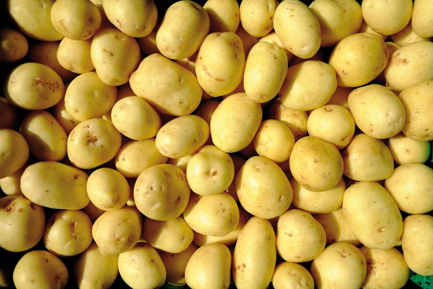 Poteter — Lærdal Grønt