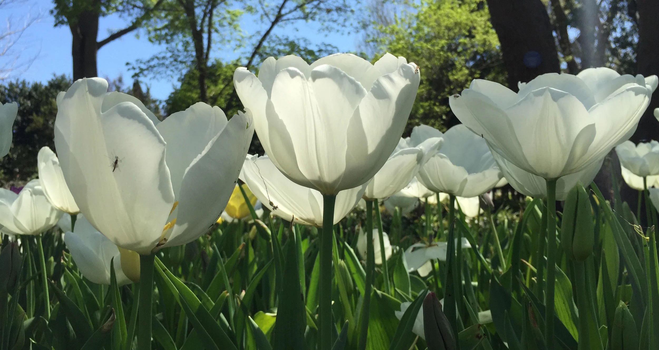 Rodney Wise, a Wild Apricot partner