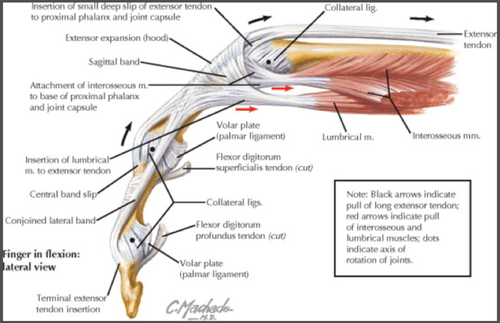 Open Extensor Tendon Repair in the ED — BROWN EMERGENCY MEDICINE BLOG