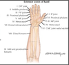 Open Extensor Tendon Repair in the ED — BROWN EMERGENCY MEDICINE BLOG