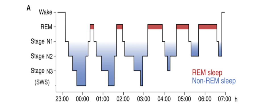 The Science of Sleep: Why We Should Prioritize Sleep As Physicians ...