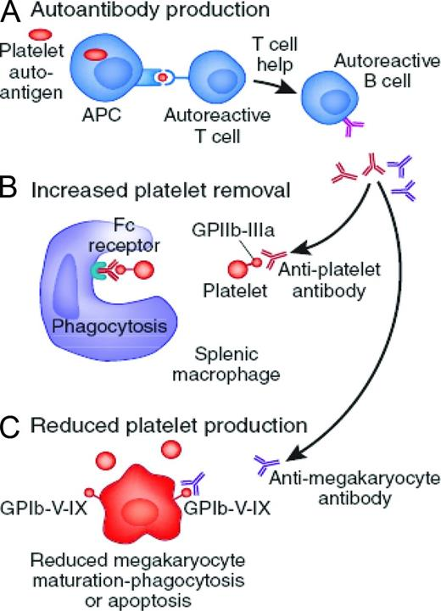 Platelets, Who? — BROWN EMERGENCY MEDICINE BLOG