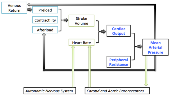 Why so BRASH? Prompt Recognition of an Uncommon Syndrome — BROWN ...