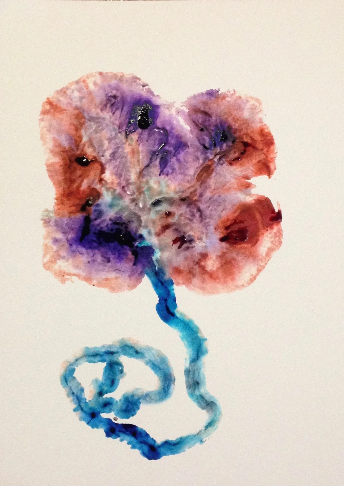 Placenta