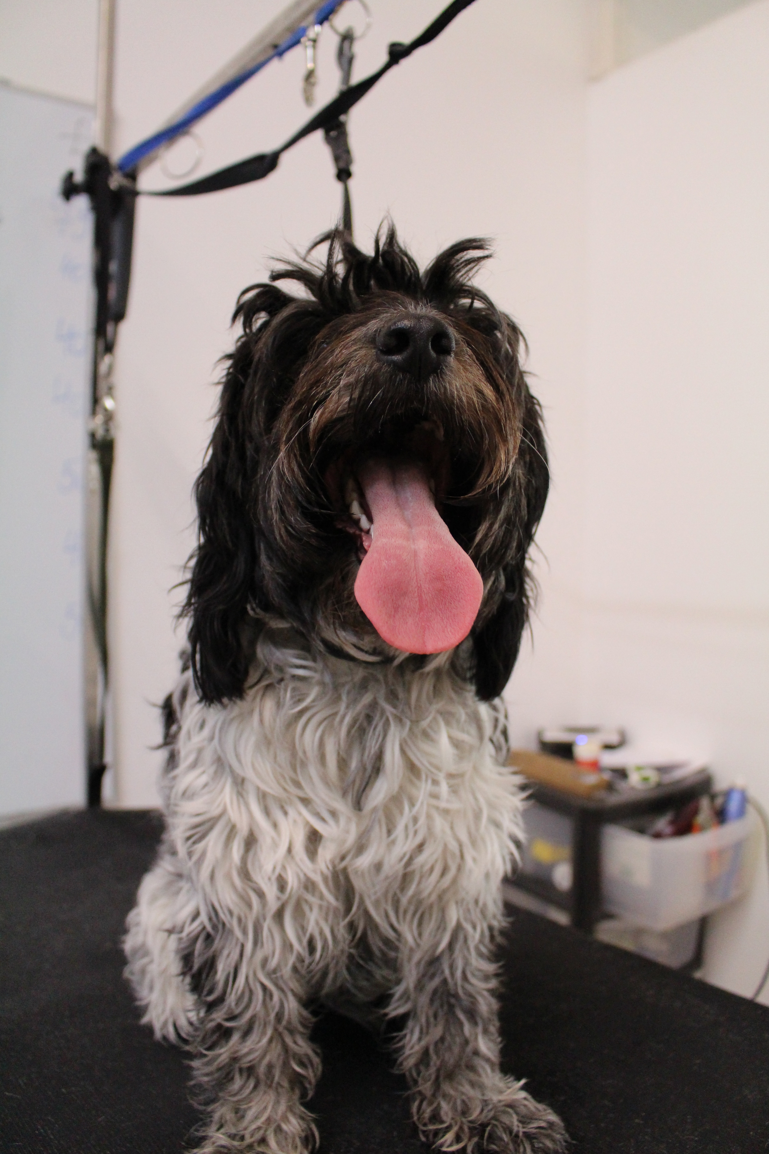 Perfect Pooch Grooming