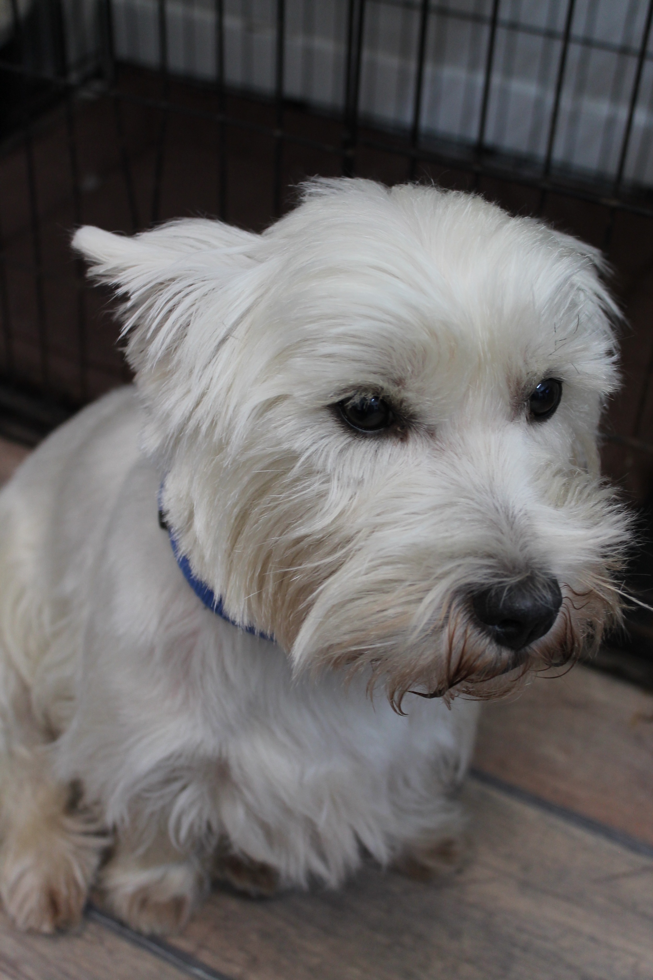 Perfect Pooch Grooming