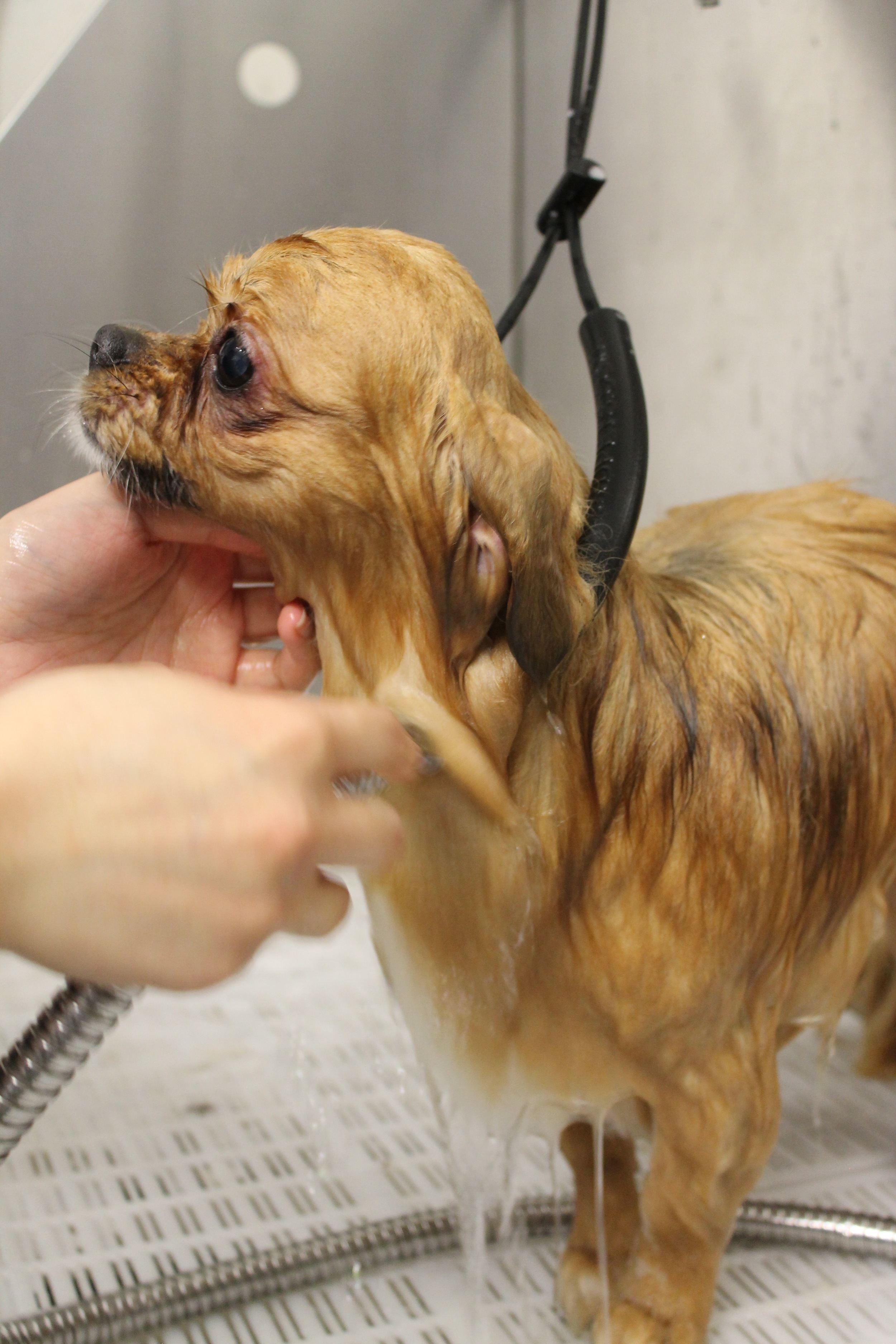 Perfect Pooch Grooming