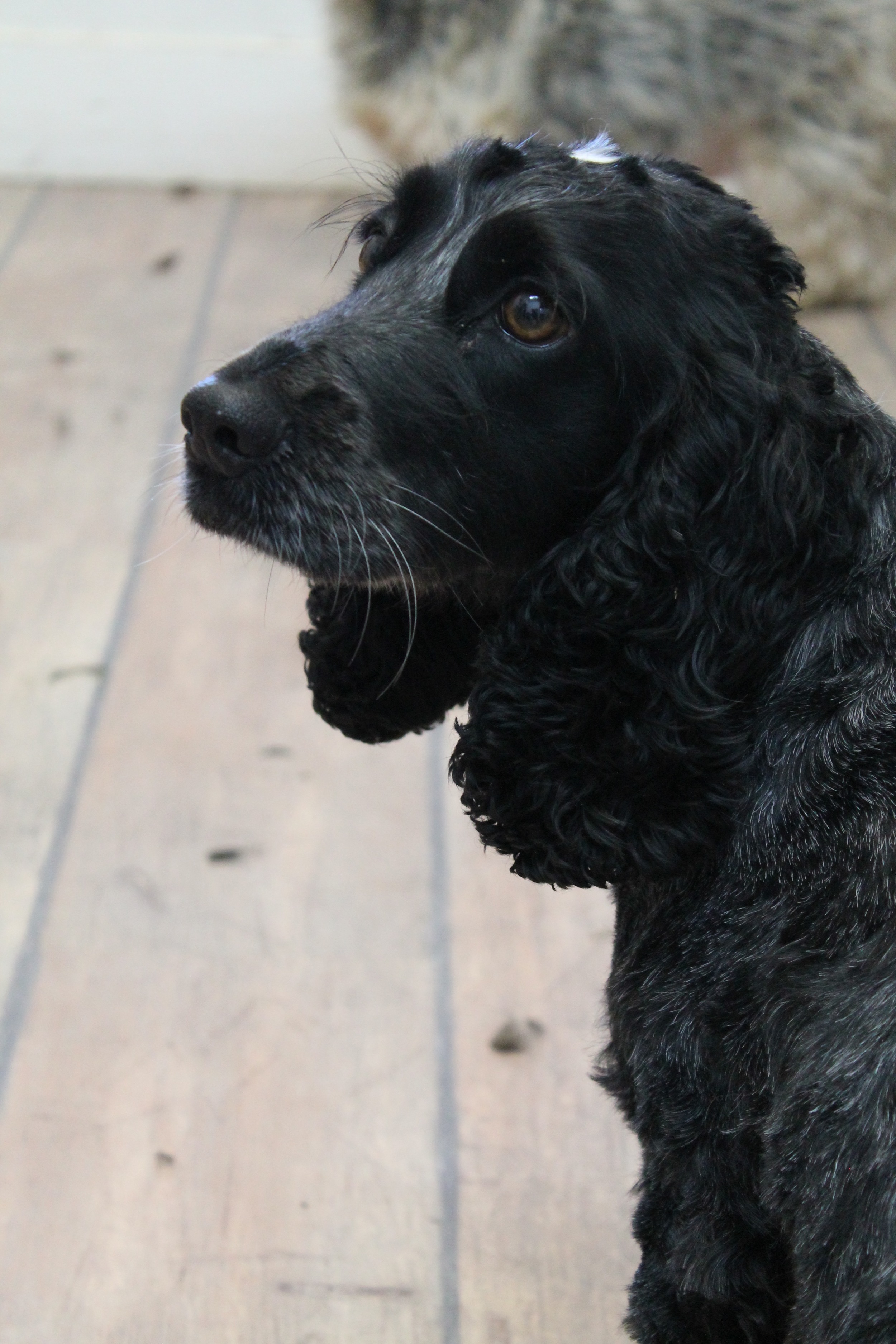 Perfect Pooch Grooming