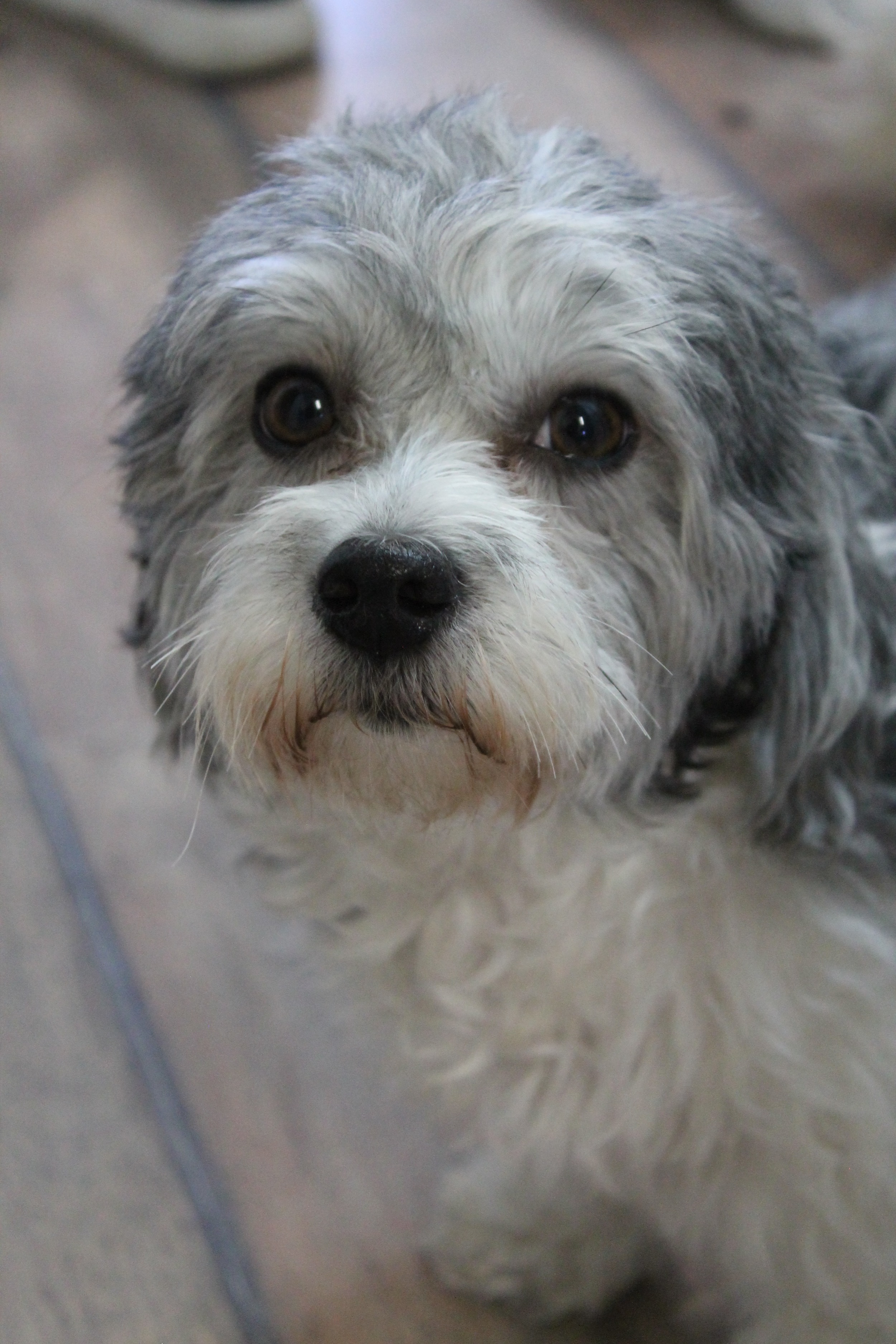 Perfect Pooch Grooming