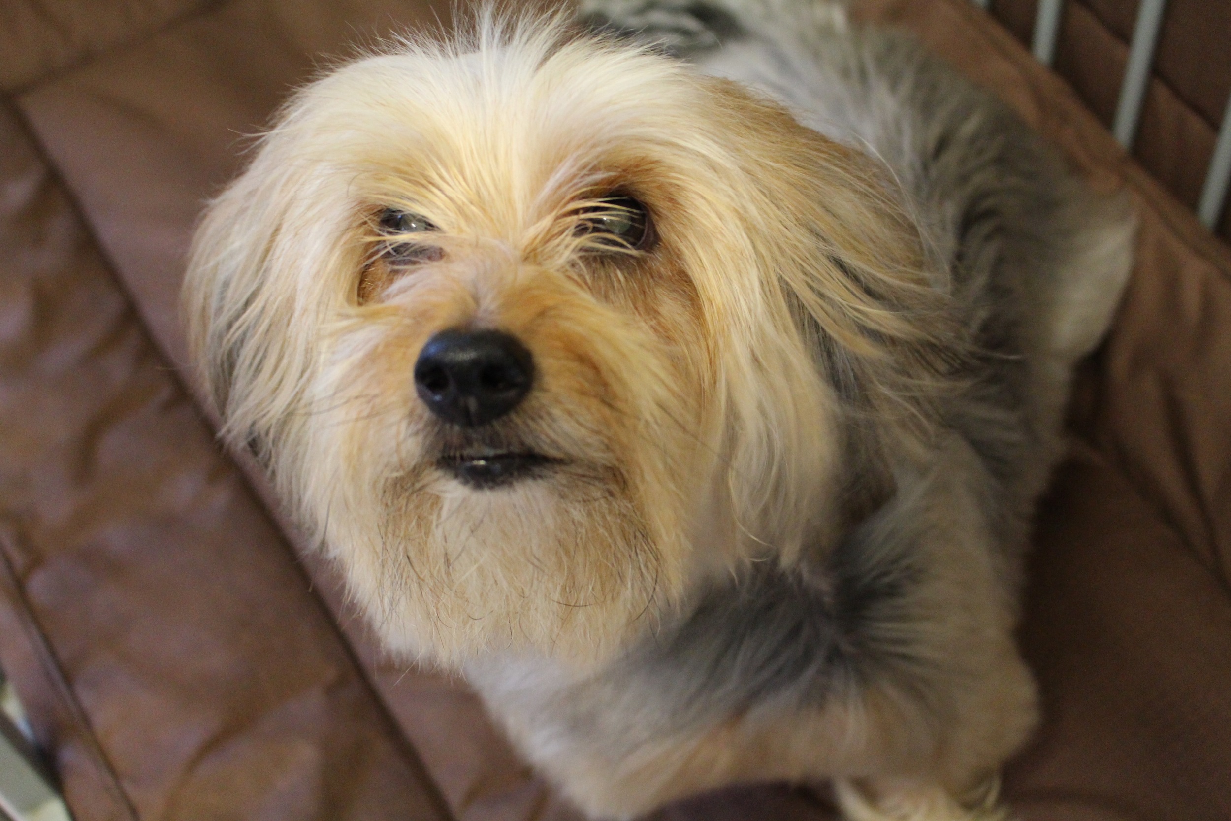 Perfect Pooch Grooming