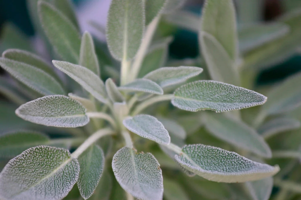 Wild Sage Plant