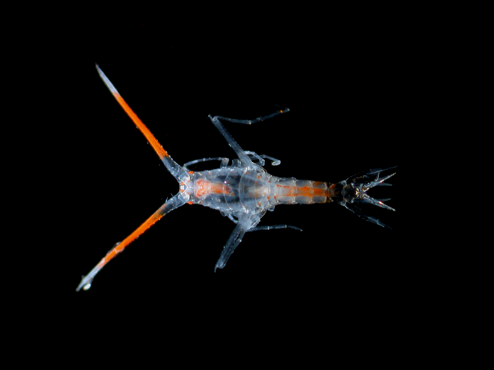 Pelagic Crustaceans