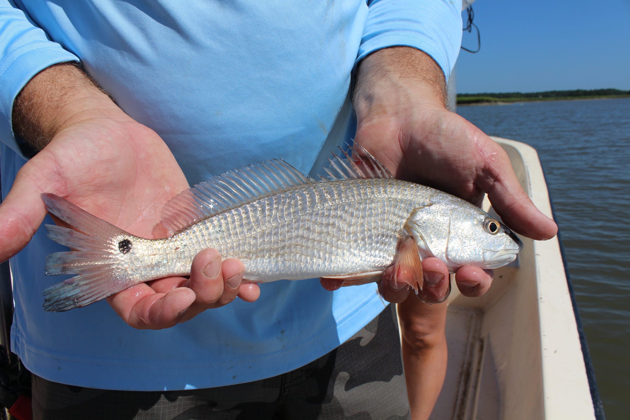 Black Drum Fish Juvenile