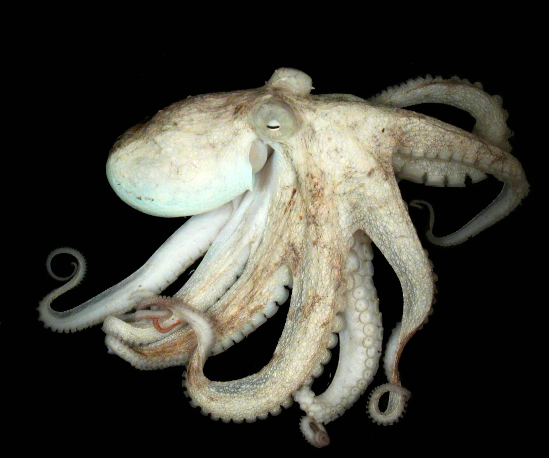 Mollusca Octopus
