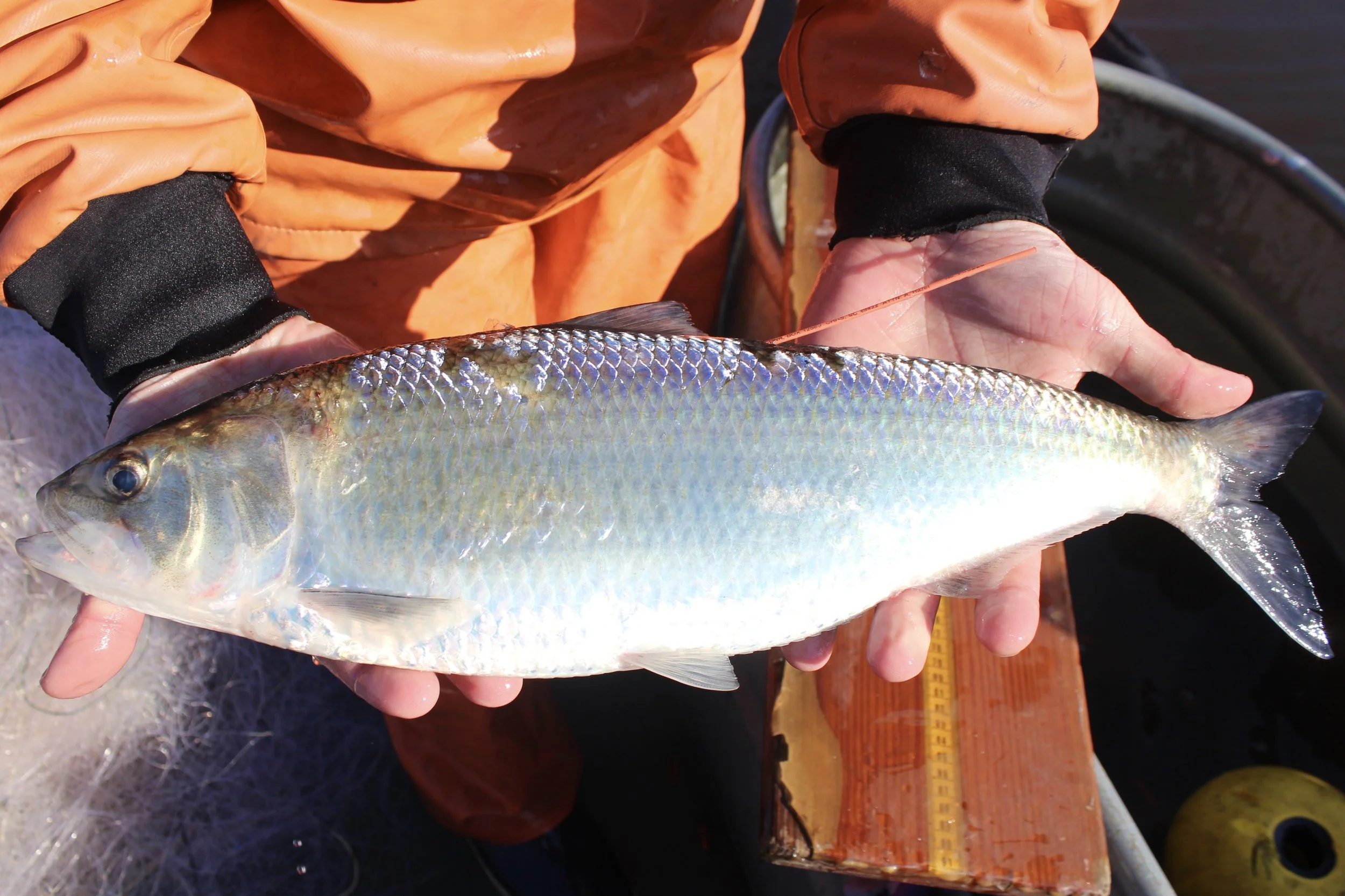 American Shad Fishing