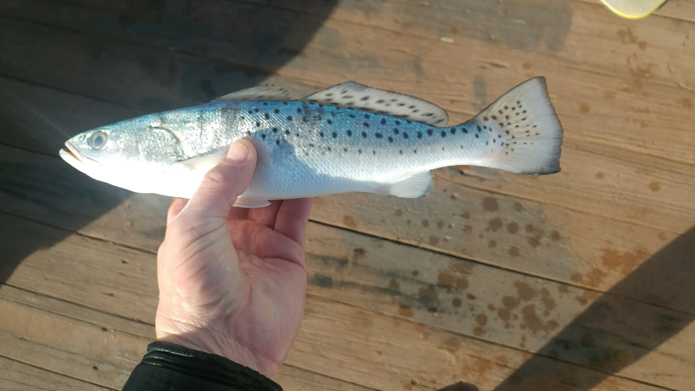 Spotted Sea Trout Record