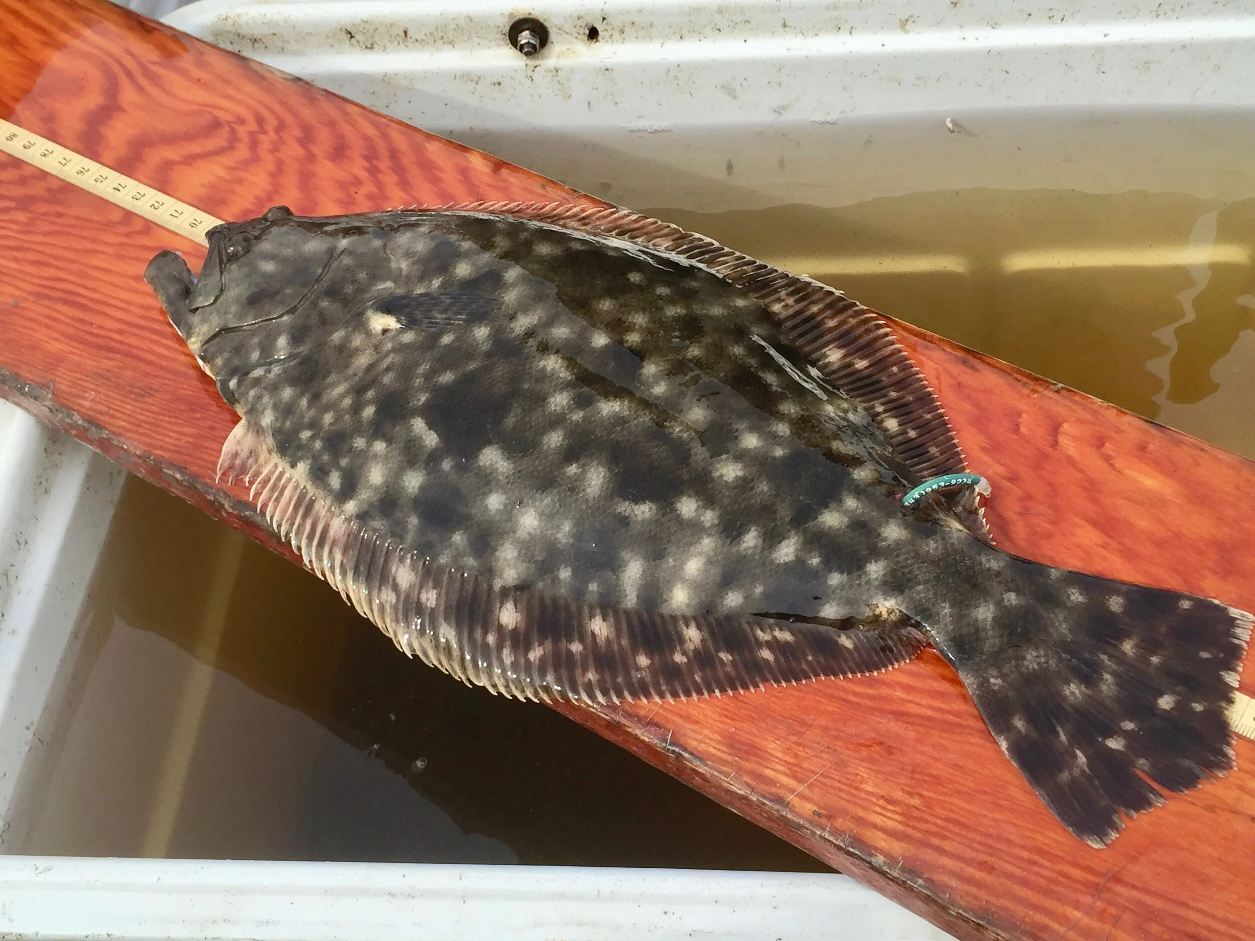 Southern Flounder Drawing