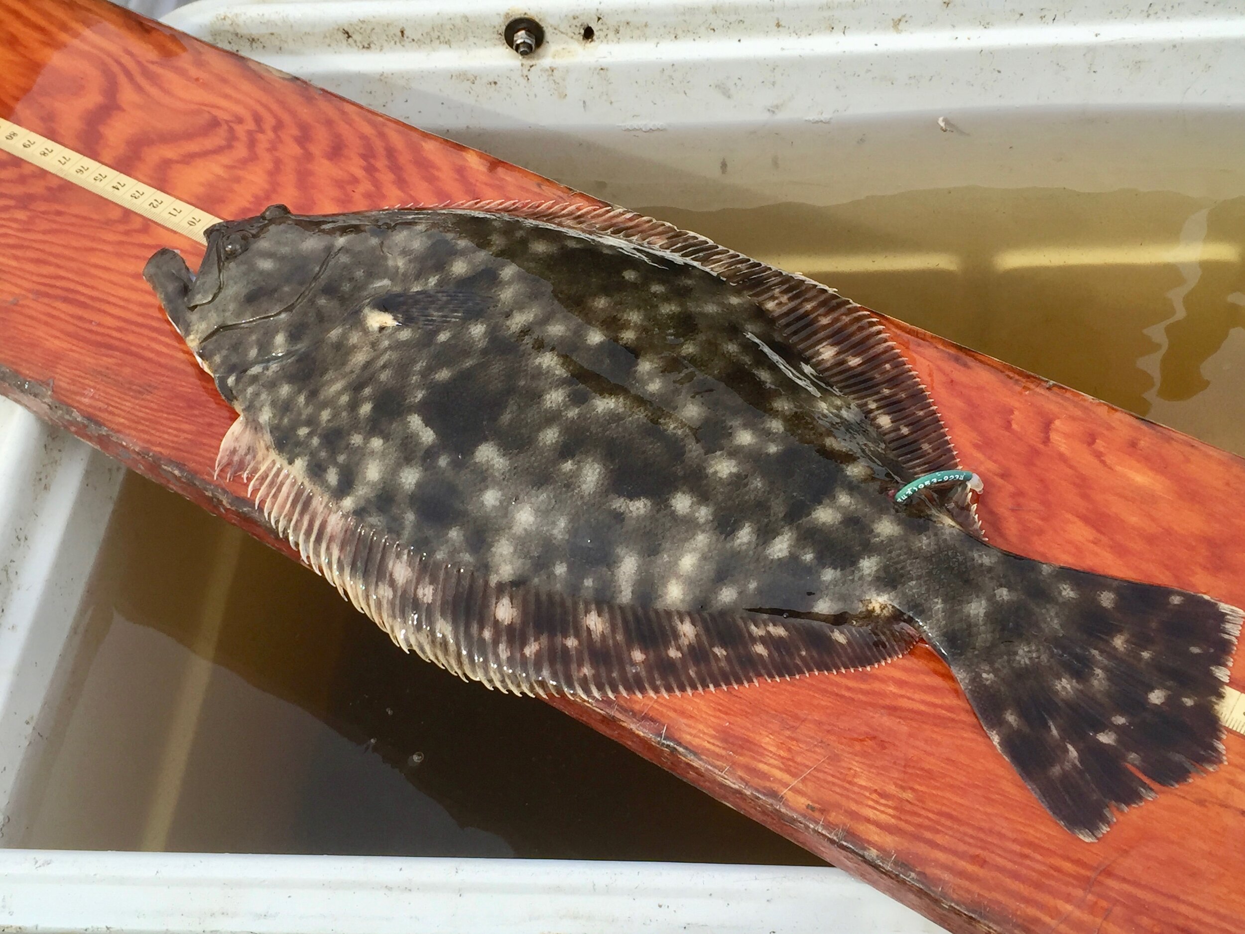 Summer Flounder Habitat