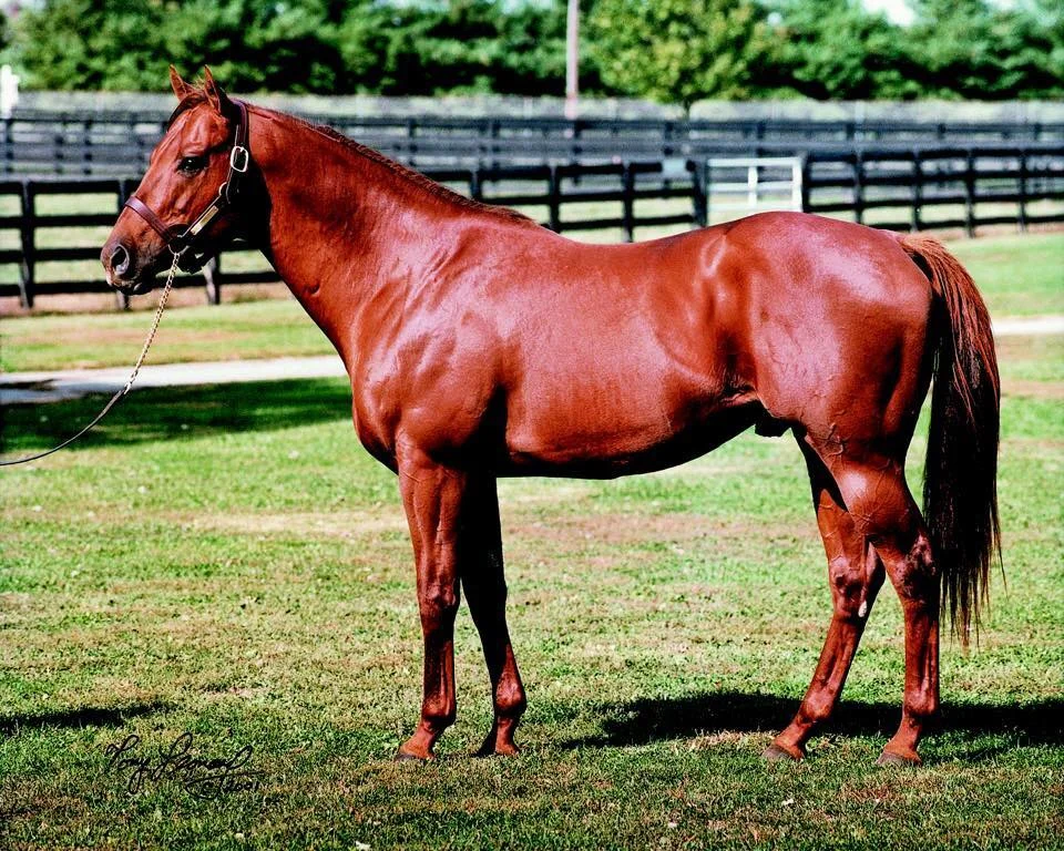 Stallions — Home