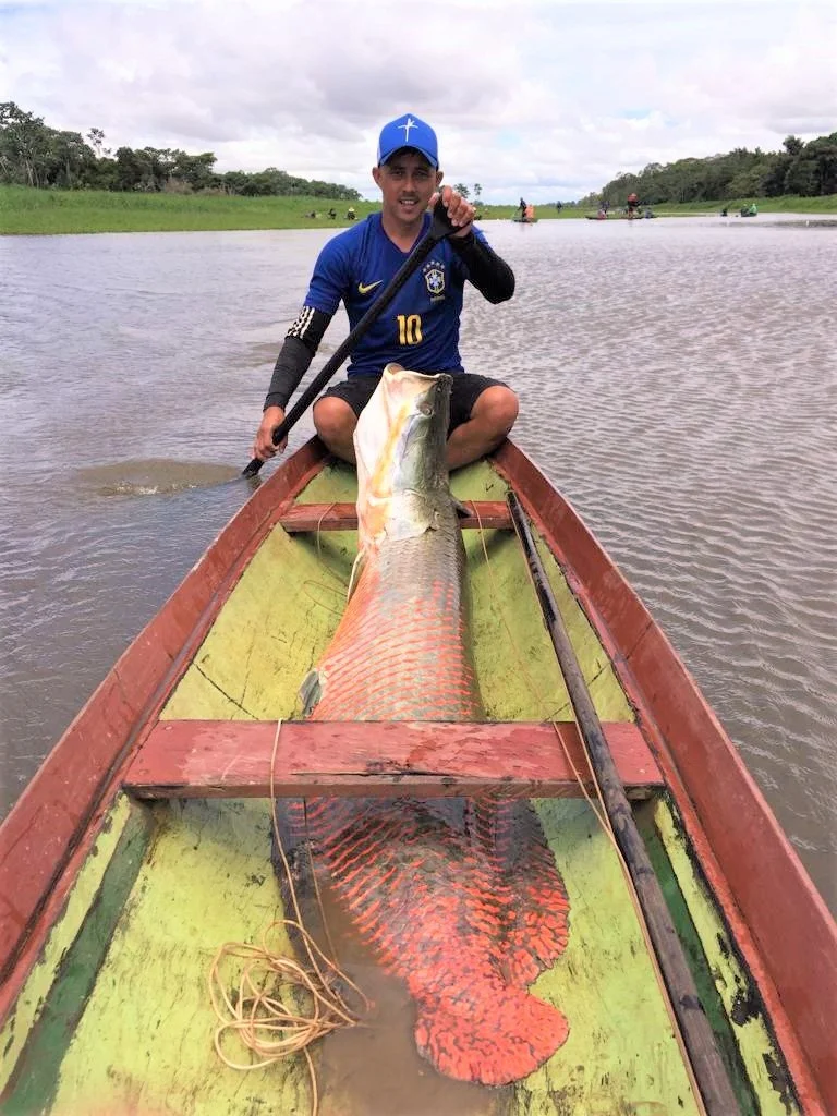 Manejadores realizam pesca coletiva de mais de 1 ton de pirarucu em ...