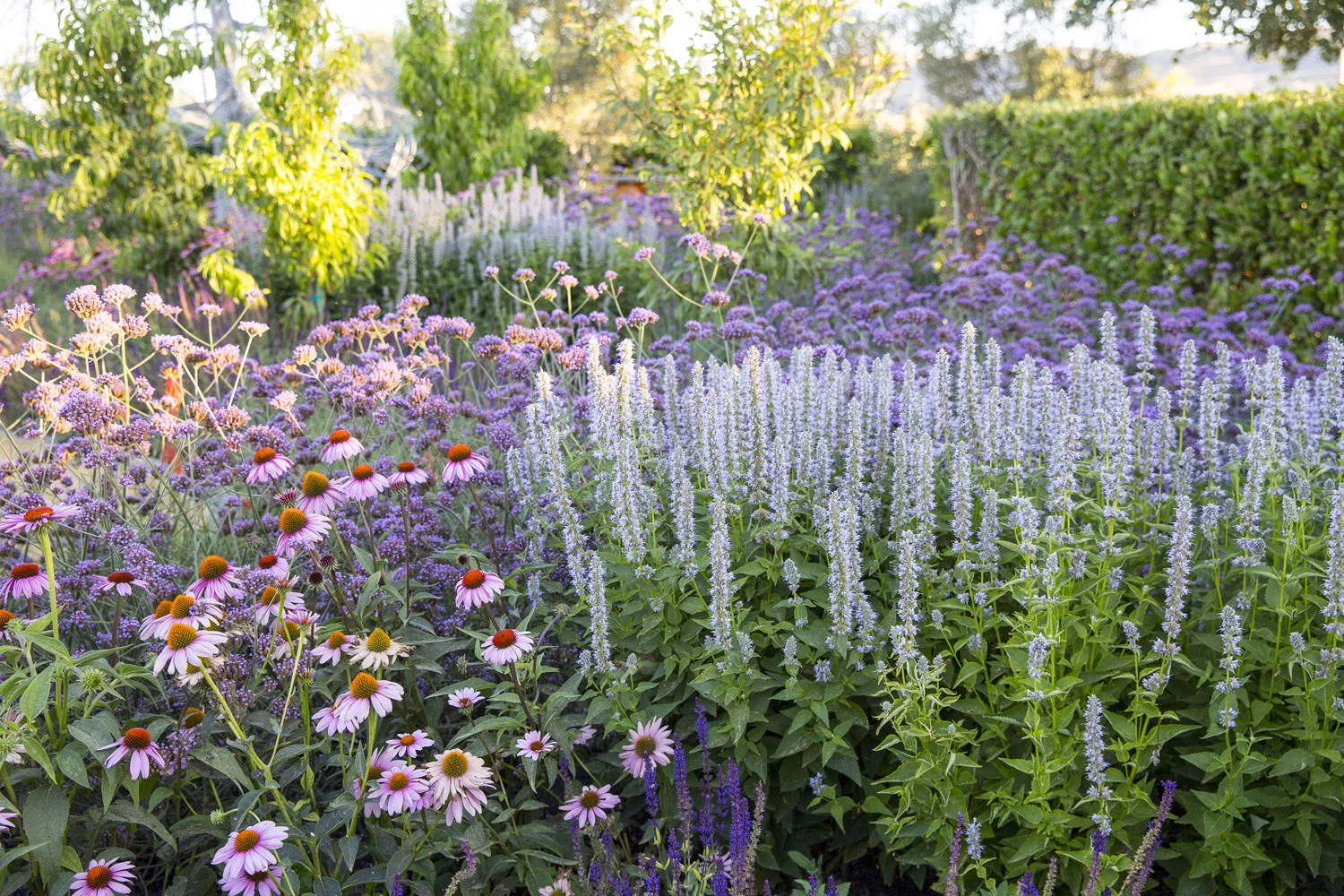 Sunset Magazine’s Test Garden — Homestead Design Collective