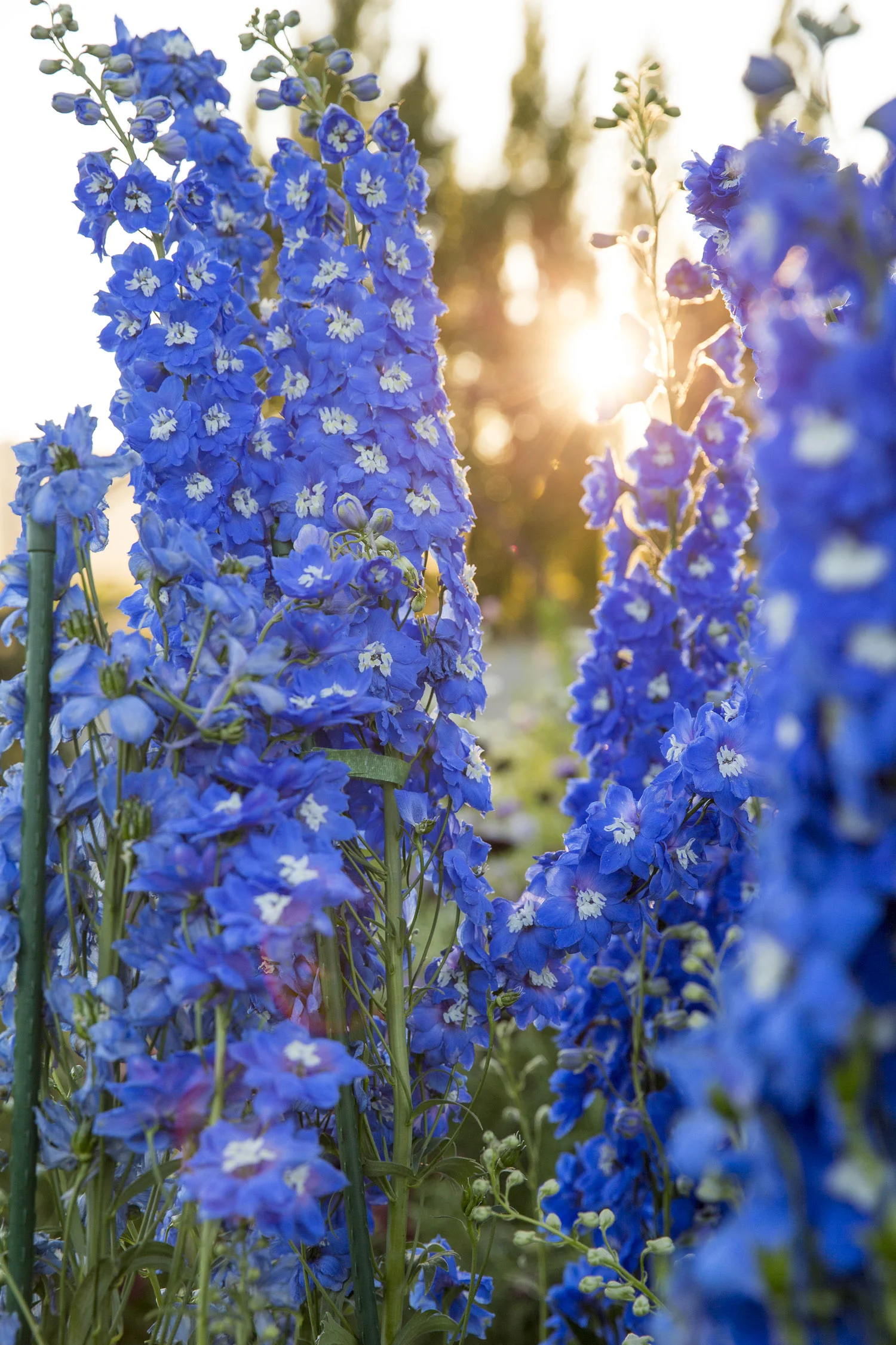 Sunset Magazine’s Test Garden — Homestead Design Collective