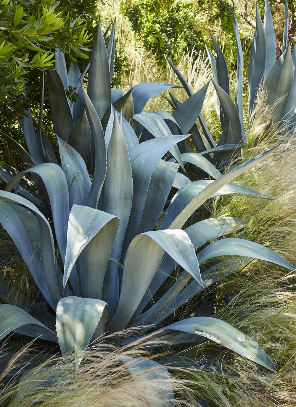 Low Water Landscape — Homestead Design Collective