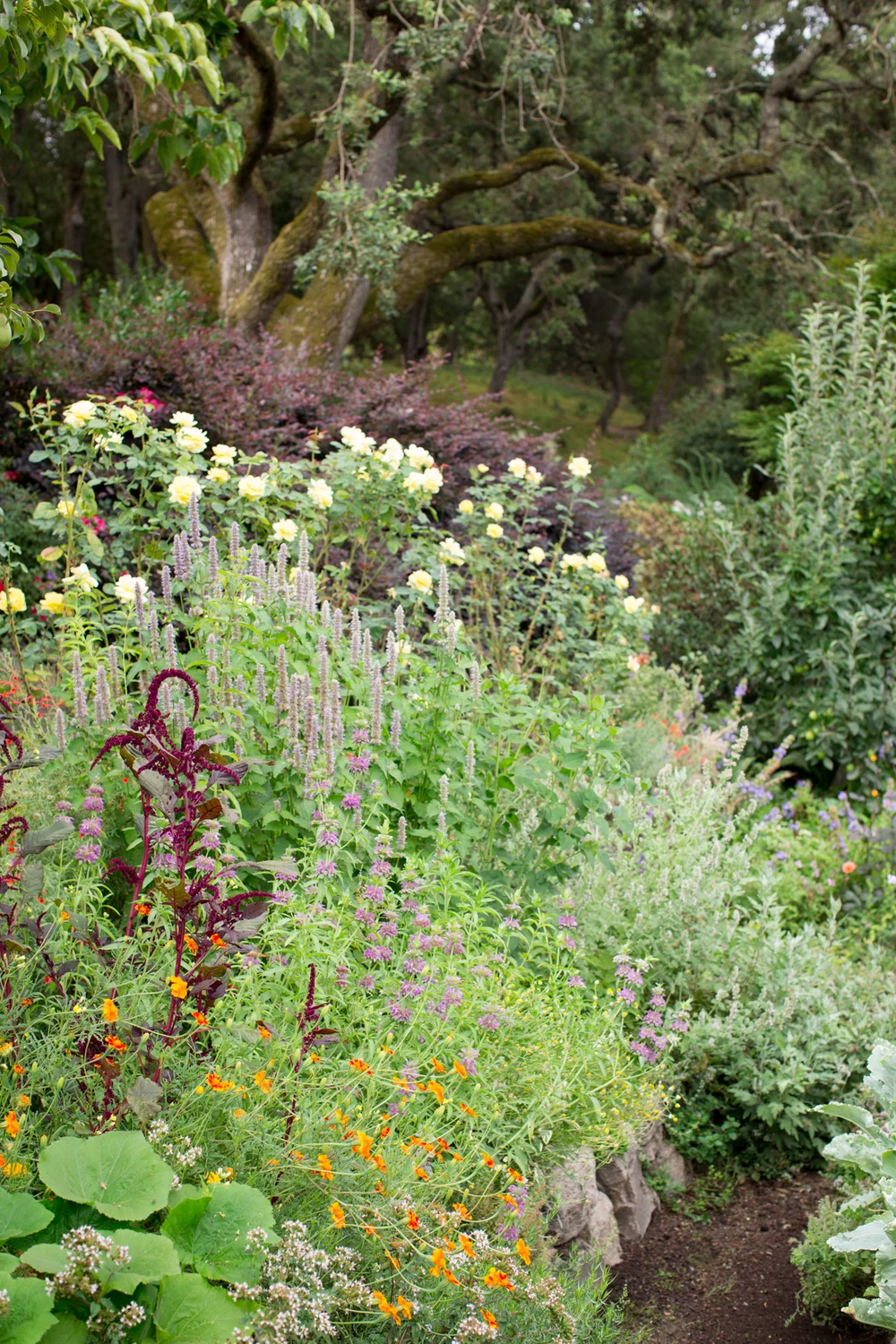 Tea Gardens — Homestead Design Collective