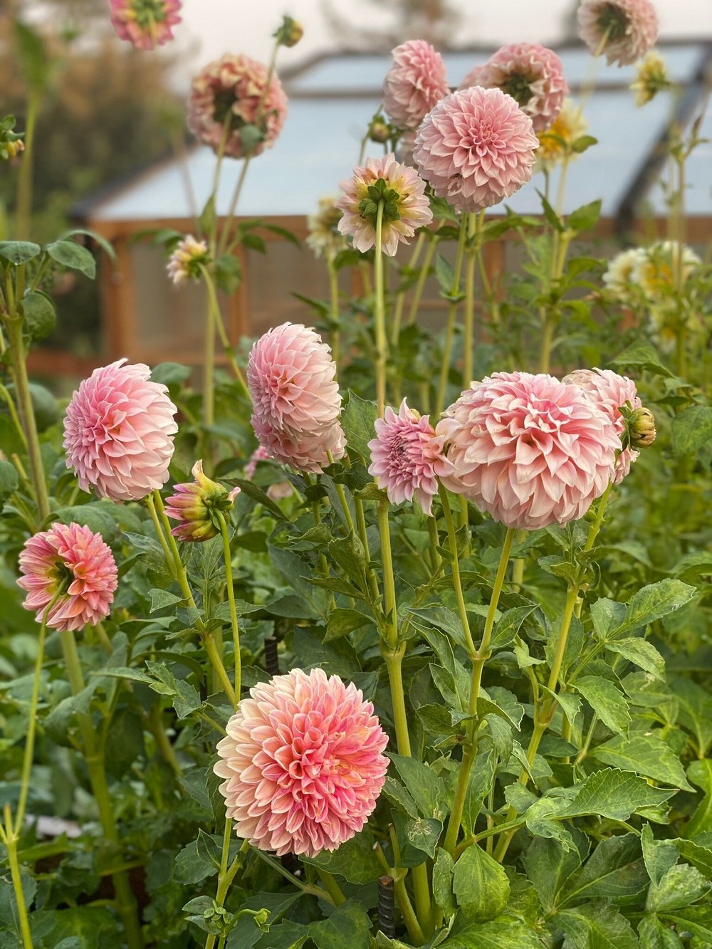 Cut Flower Gardens + Floristry — Homestead Design Collective