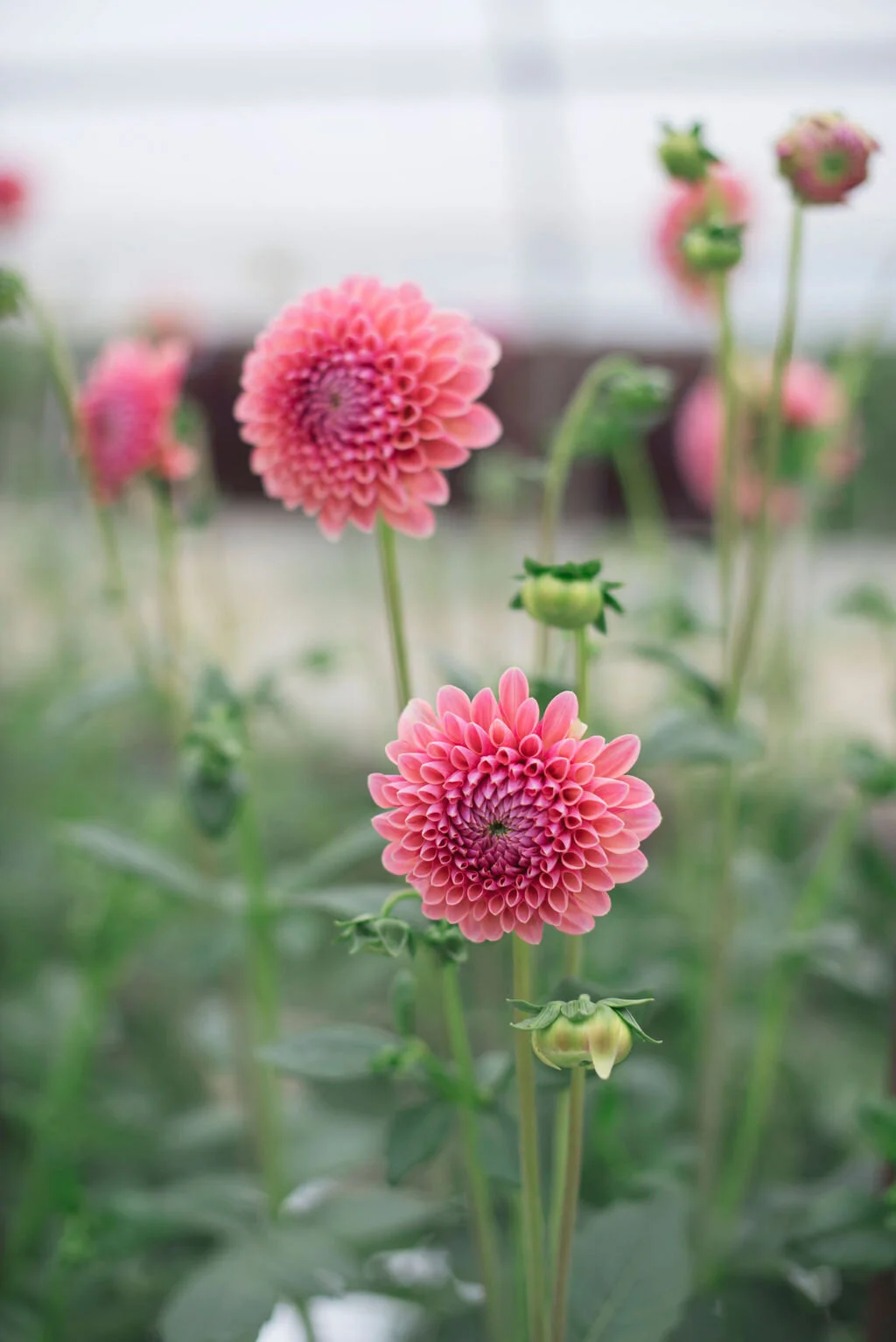 Lavender and Lace — Frequent Flowers Products