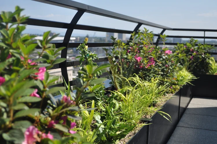 Pistils Landscape Design + Build