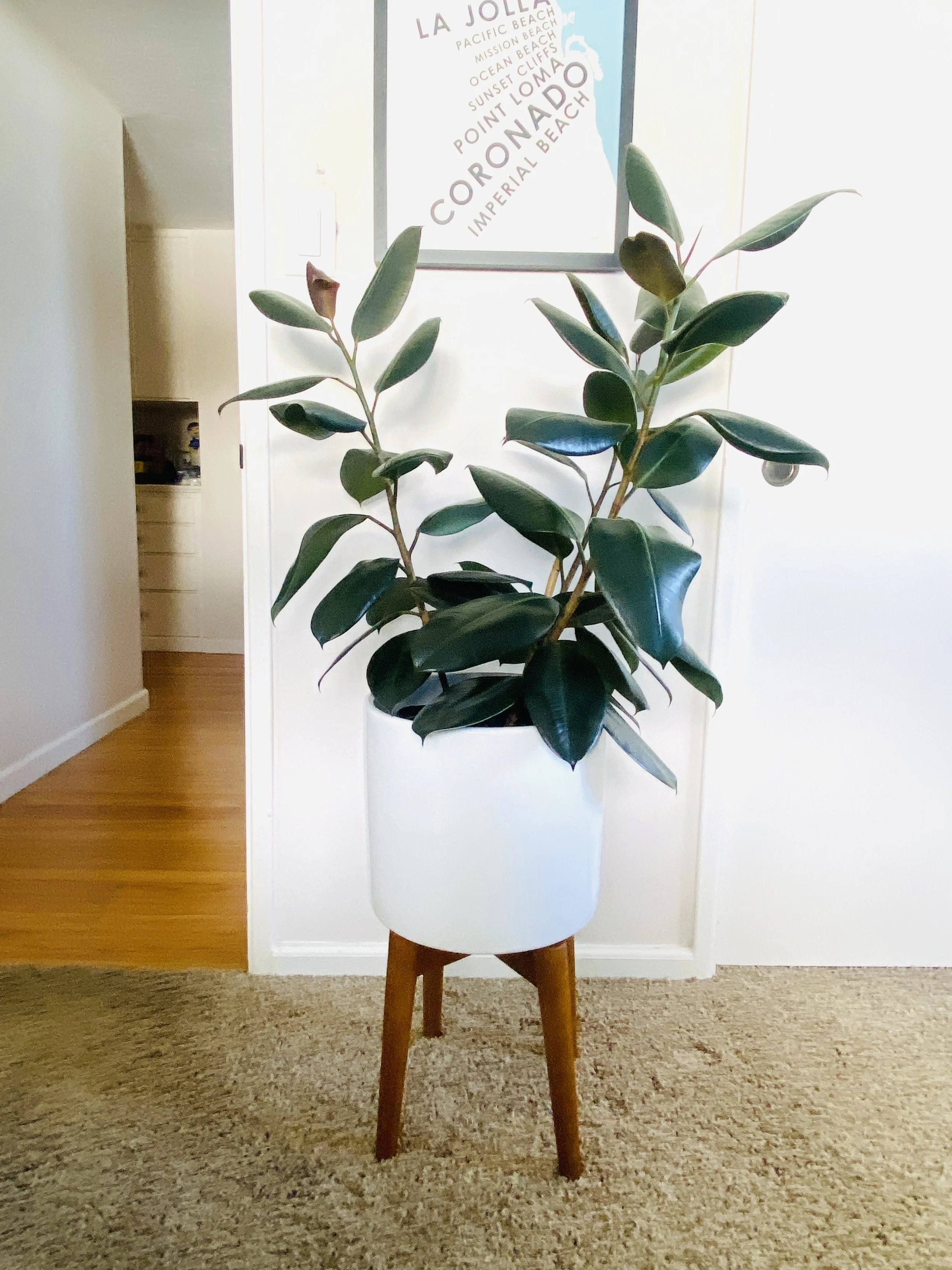 Rubber Plant Indoor